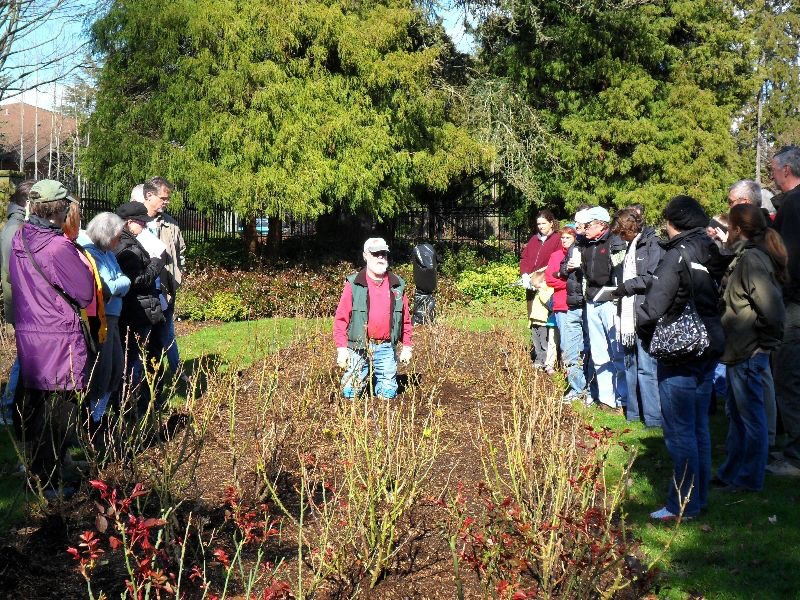 It’s pruning time for roses! Free rose pruning demonstration at Rose ...